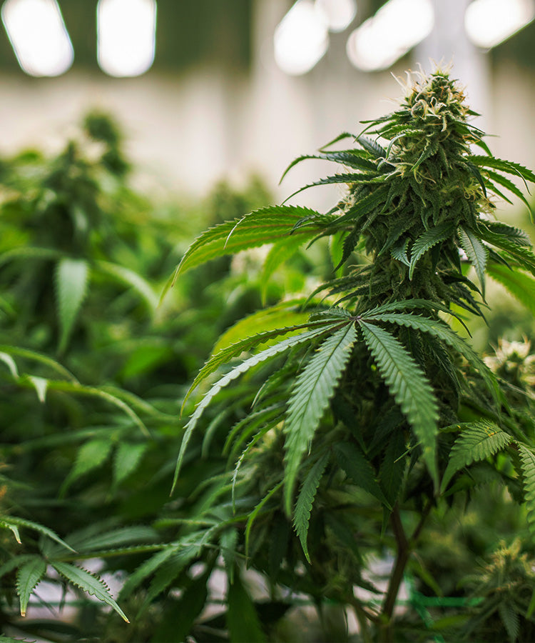 Monkey Plants - Startseite